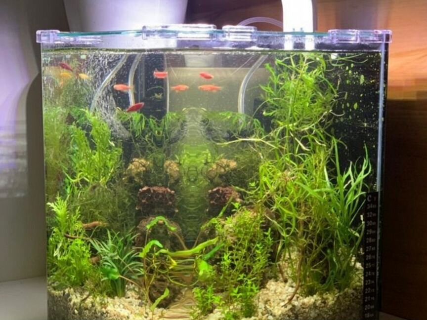 Aguael shrimp SMART 30 куб,белый