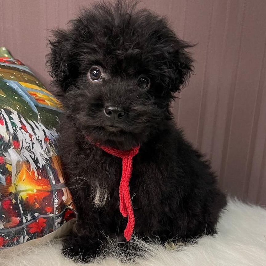 Мальтипу, щенок