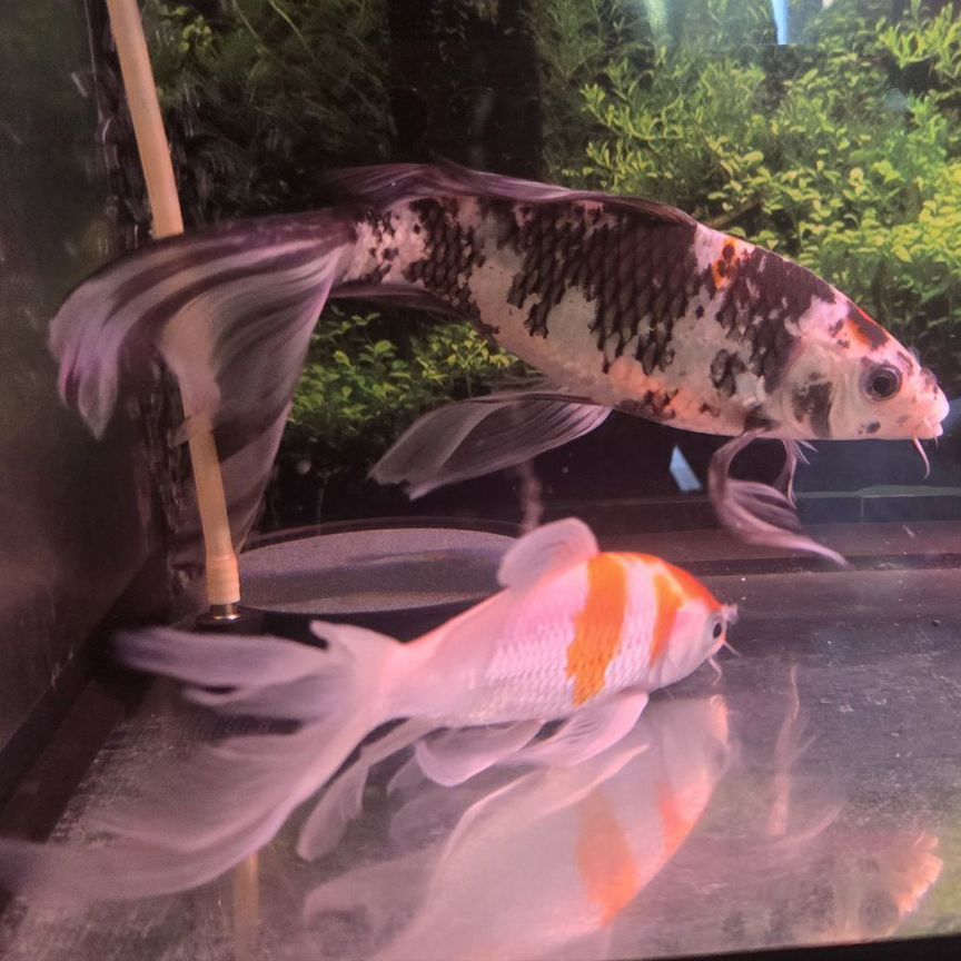 Вуалевые карпы кои