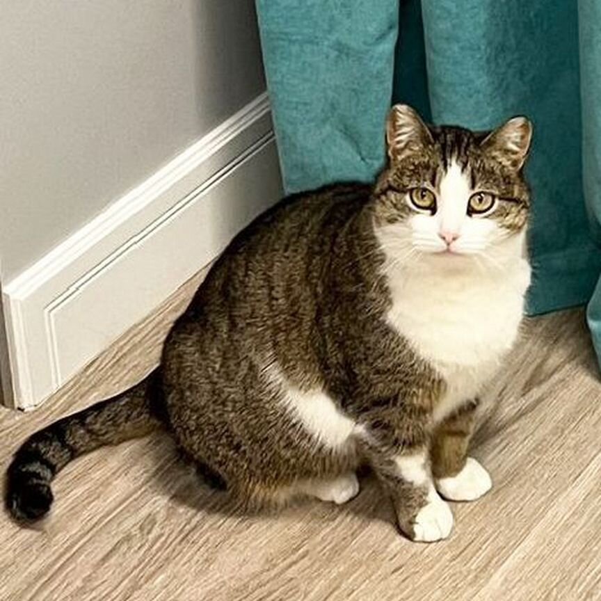 Молодая стерилизованная кошка, 2 года