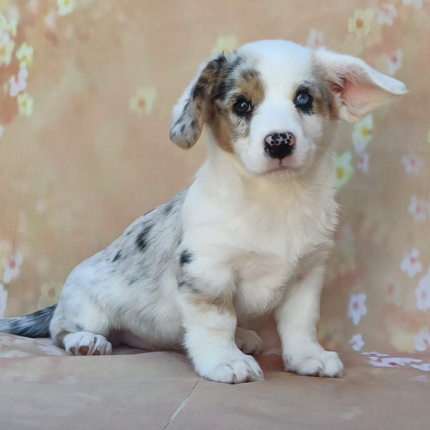 Вельшкорги кардиган