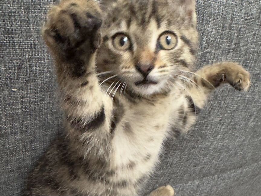 Веселый котёнок
