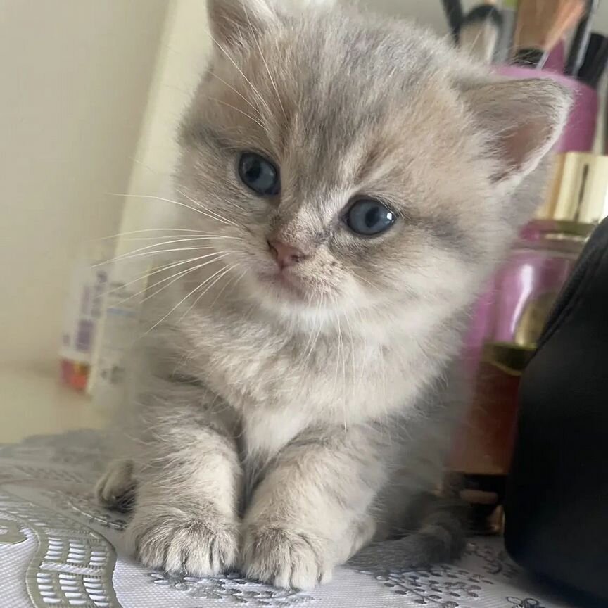 Шотландский вислоухий короткошёрстный котёнок