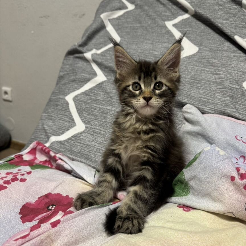 Котята мейкун