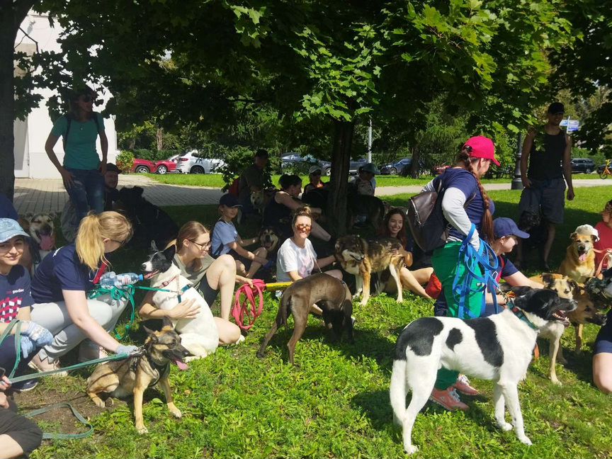 Собаки прогулки