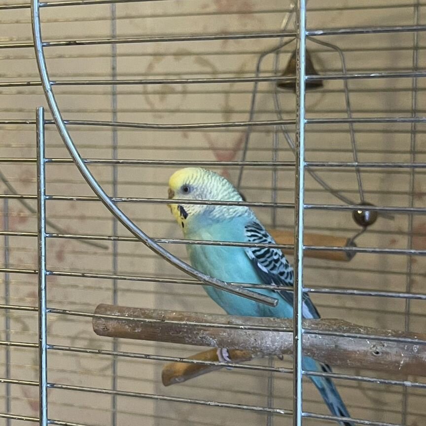Волнистый попугай с клеткой