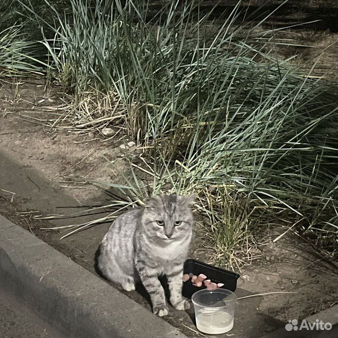 Потерялся кот кошка