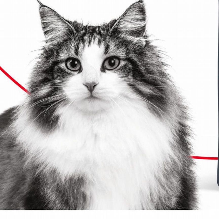 Корм для кошек royal canin urinary care 2кг