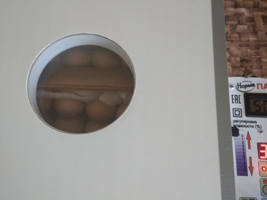 Цыплята броллер