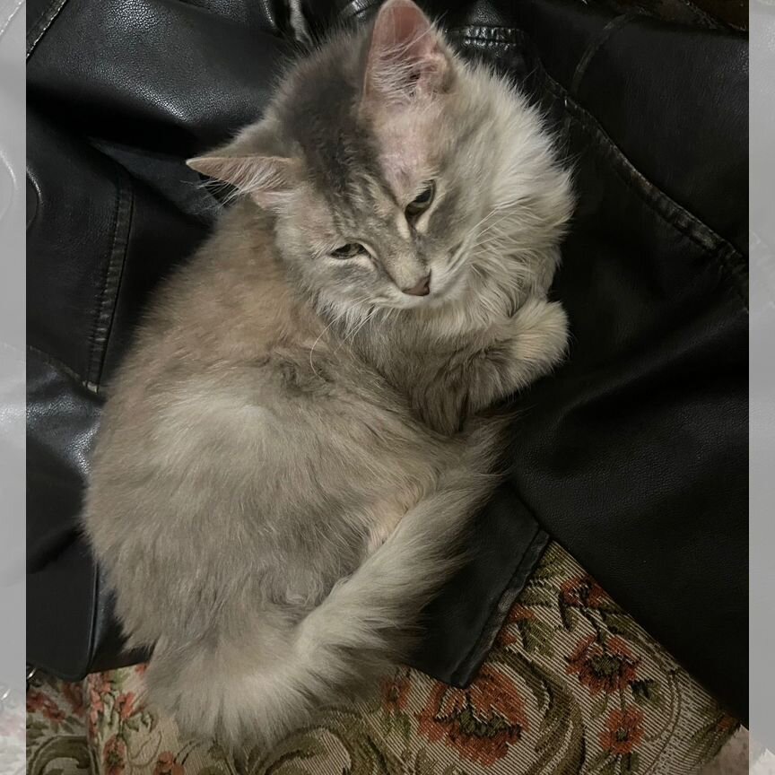 Взрослая, кошка в добрые руки