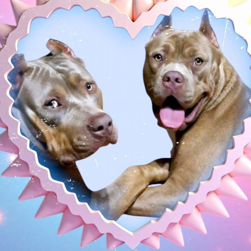 Американский булли, щенок