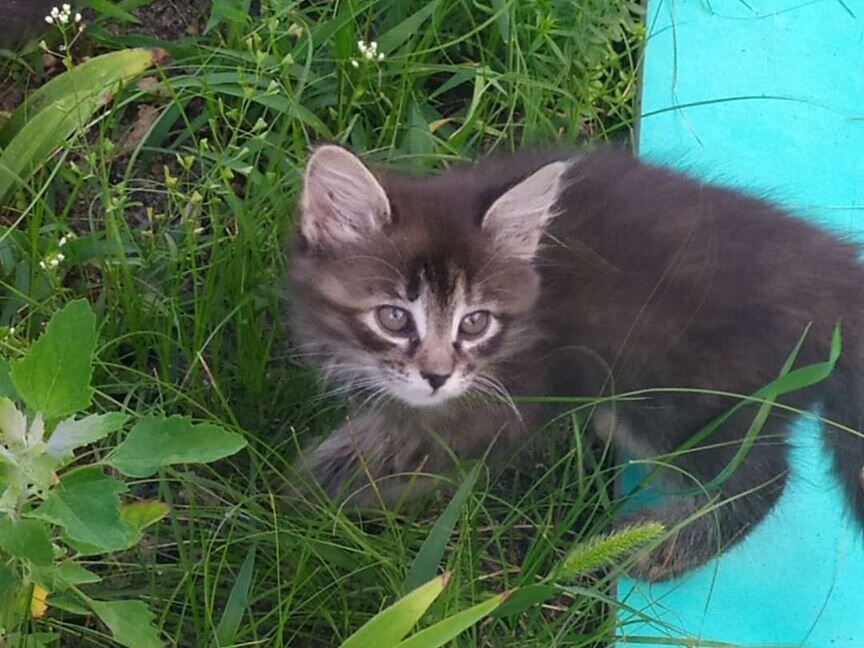 Котята норвежская лесная