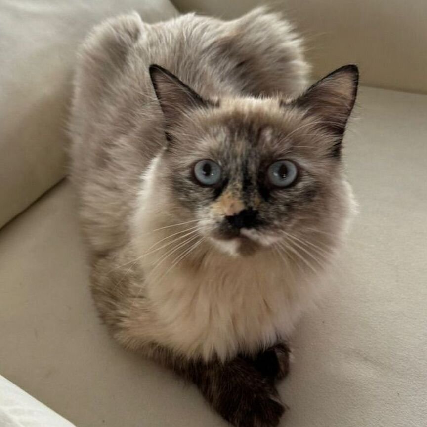 Кошка Рэгдолл