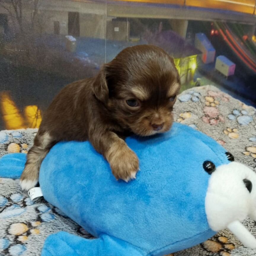 Чихуахуа, щенок