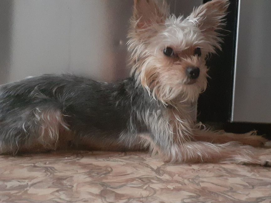 Продам Йорик 7 месяцев