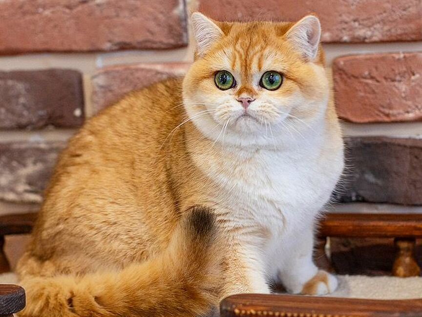 Золотая британская кошка