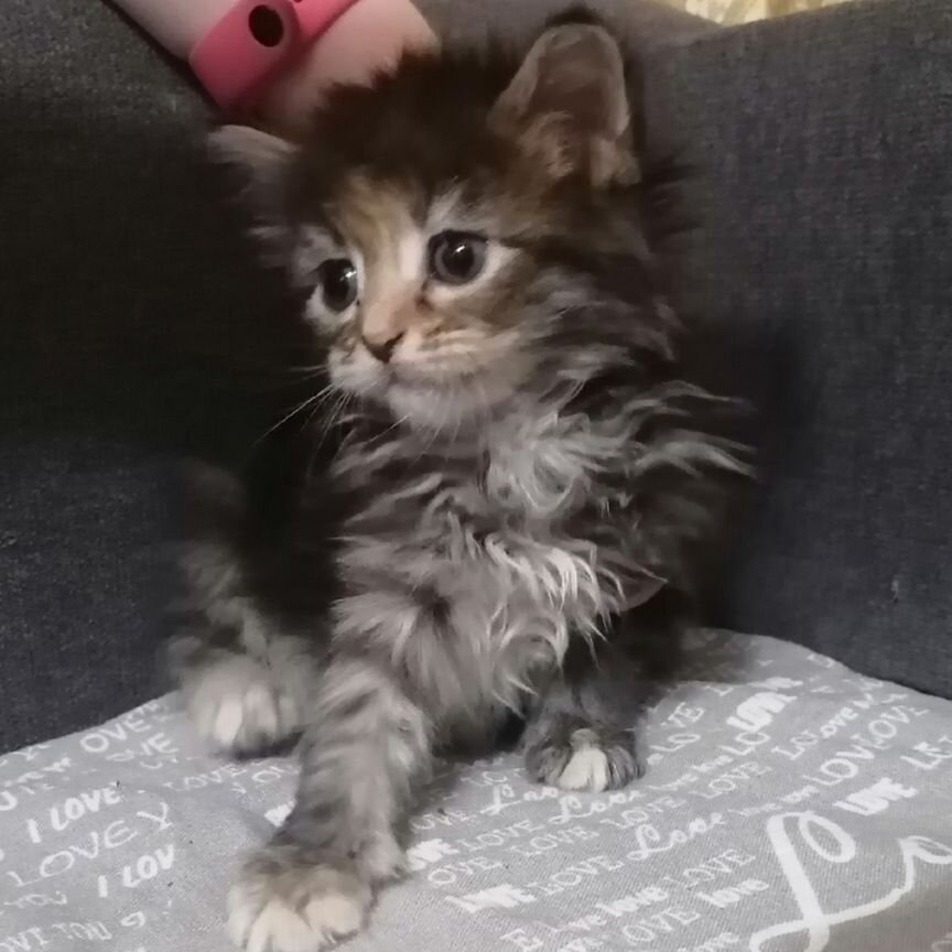 Мейн-кун котёнок