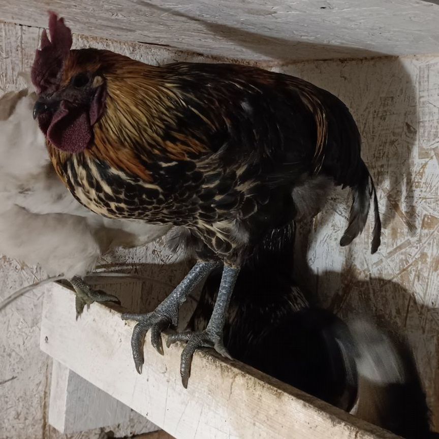 Продам петушков. Возраст 4 месяца. Или обменяю на