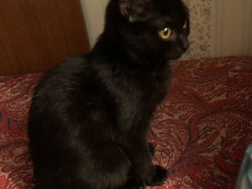 Котёнок