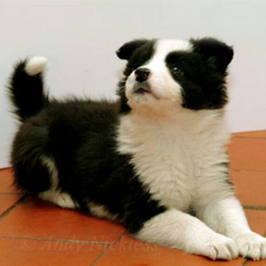 Отдам щенка лайки