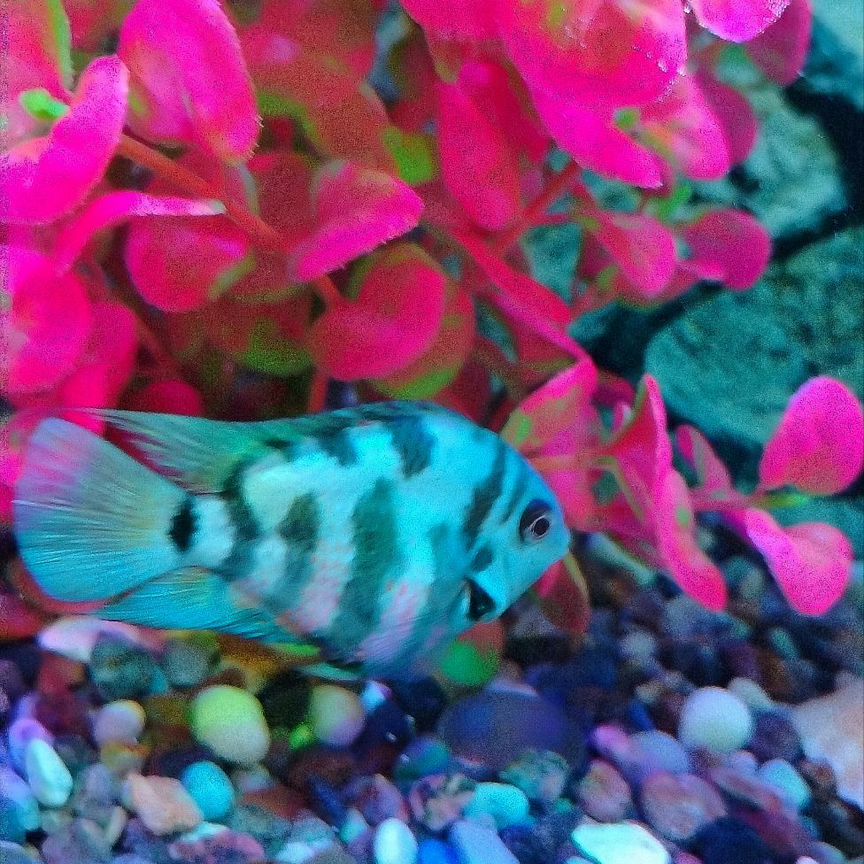 Попугай сапфировый