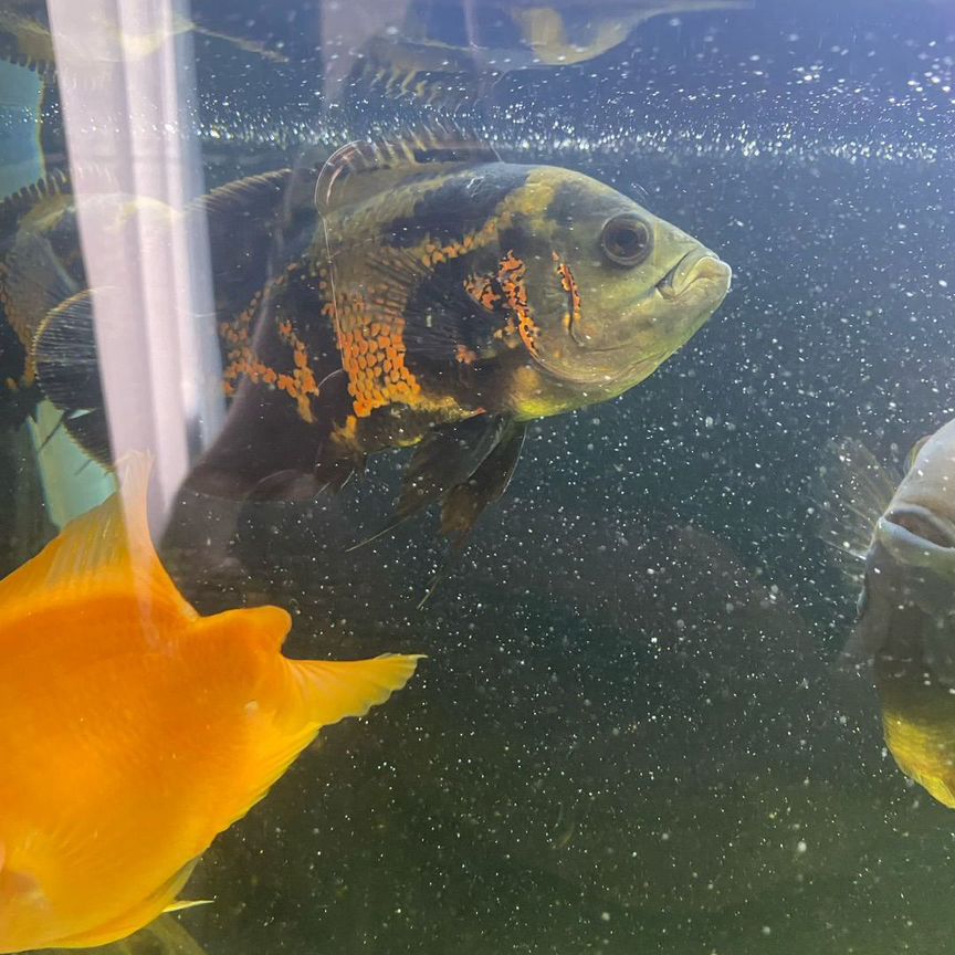 Аквариумные рыбы