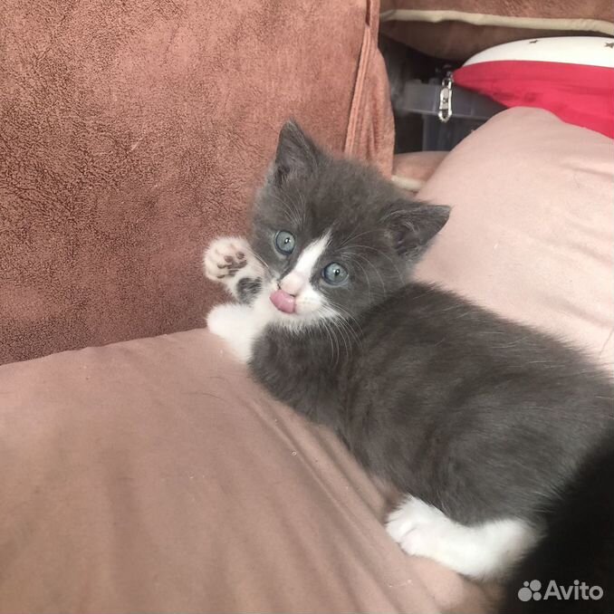 Милые котята от красивой кошечки под норочку