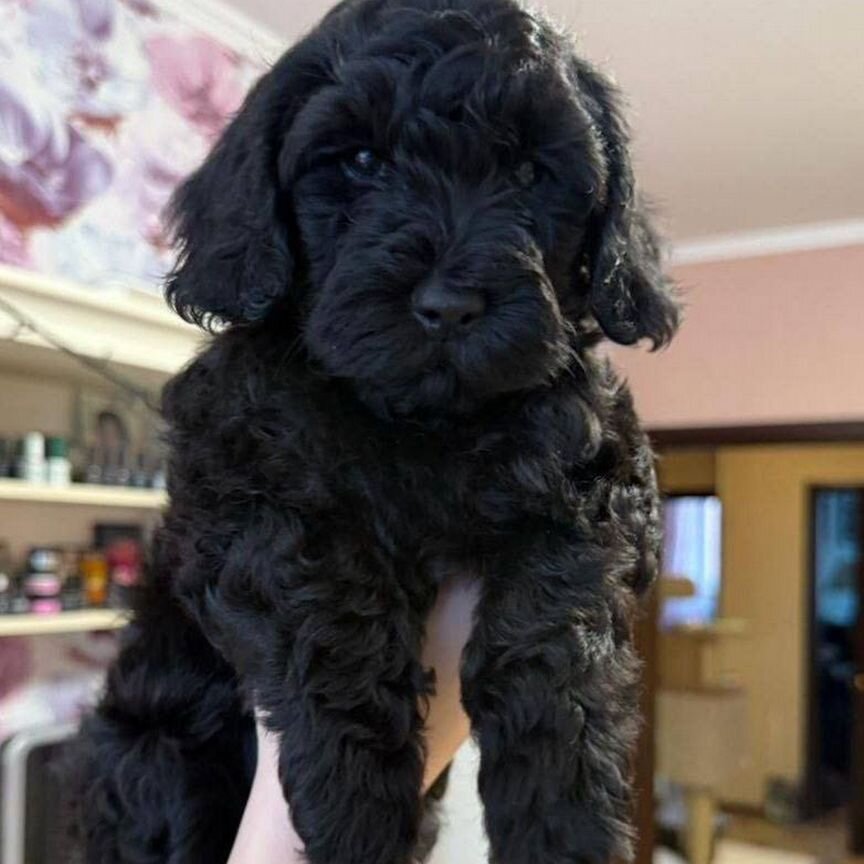 Мальтипу, щенок