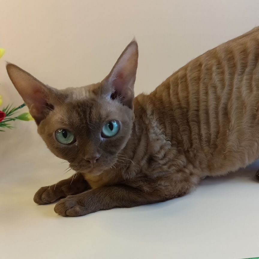 Кошки