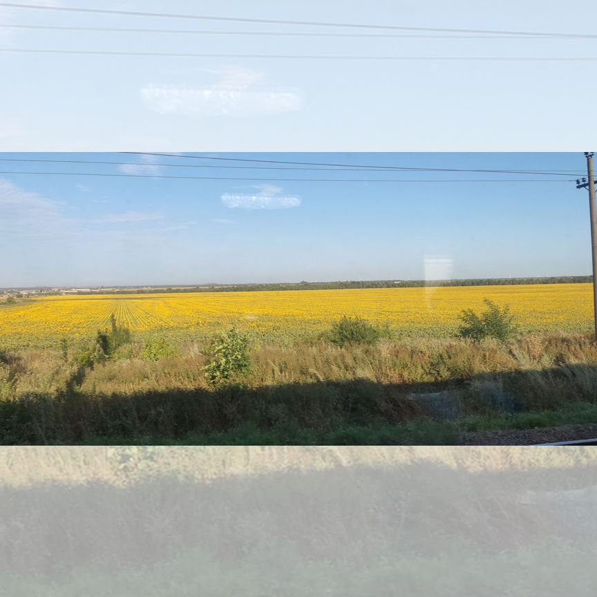 Семена кормовых и медоносных трав