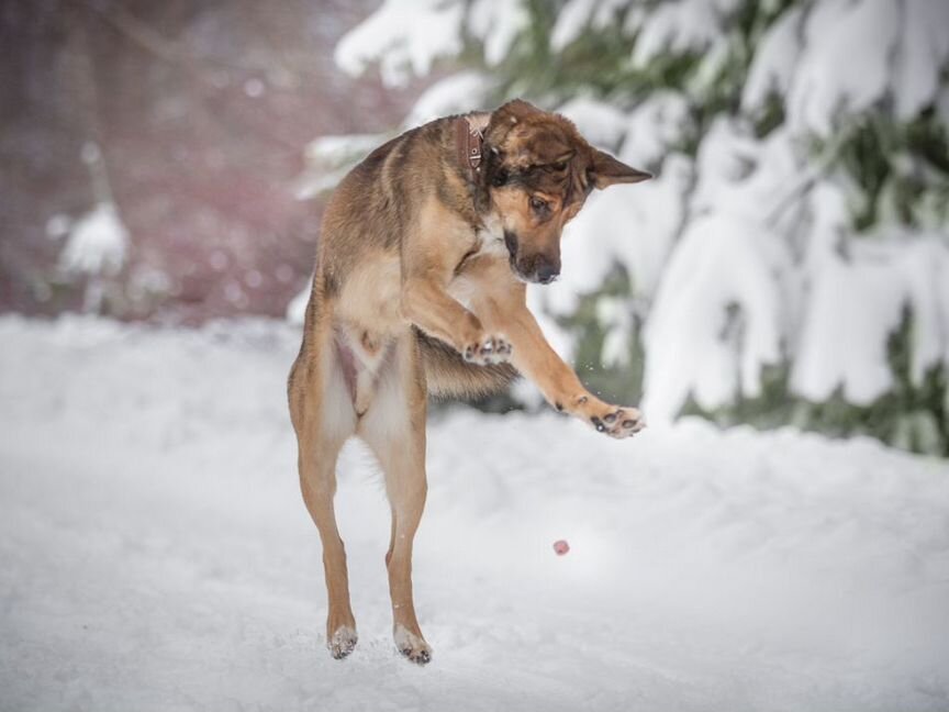 Собака в добрые руки
