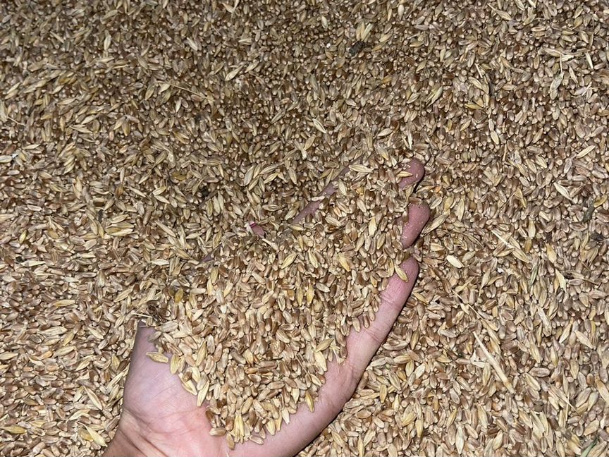 Пшеница зерно фураж