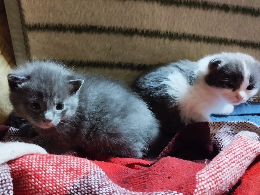Отдам котенка