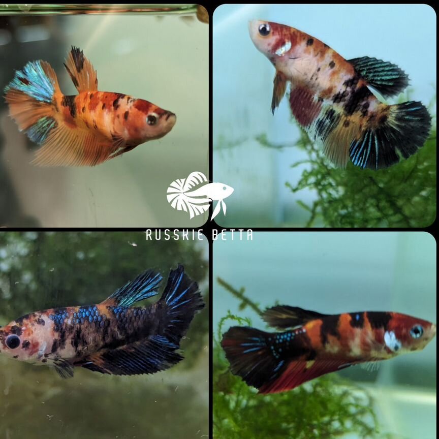 Курочки рыбки, самки петушка