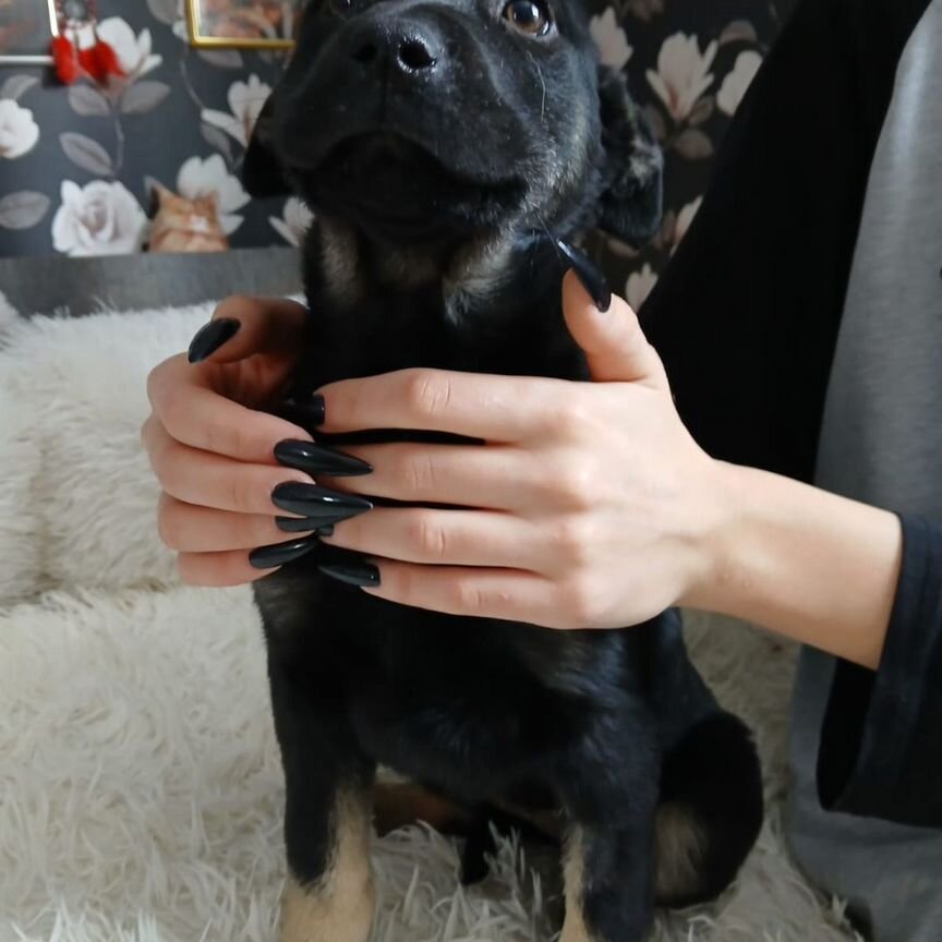 Знойная красотка Шейла ищет дом