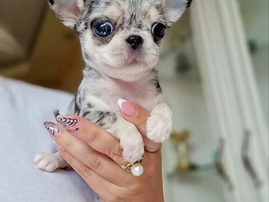 Микро малышка чихуахуа мраморного окраса
