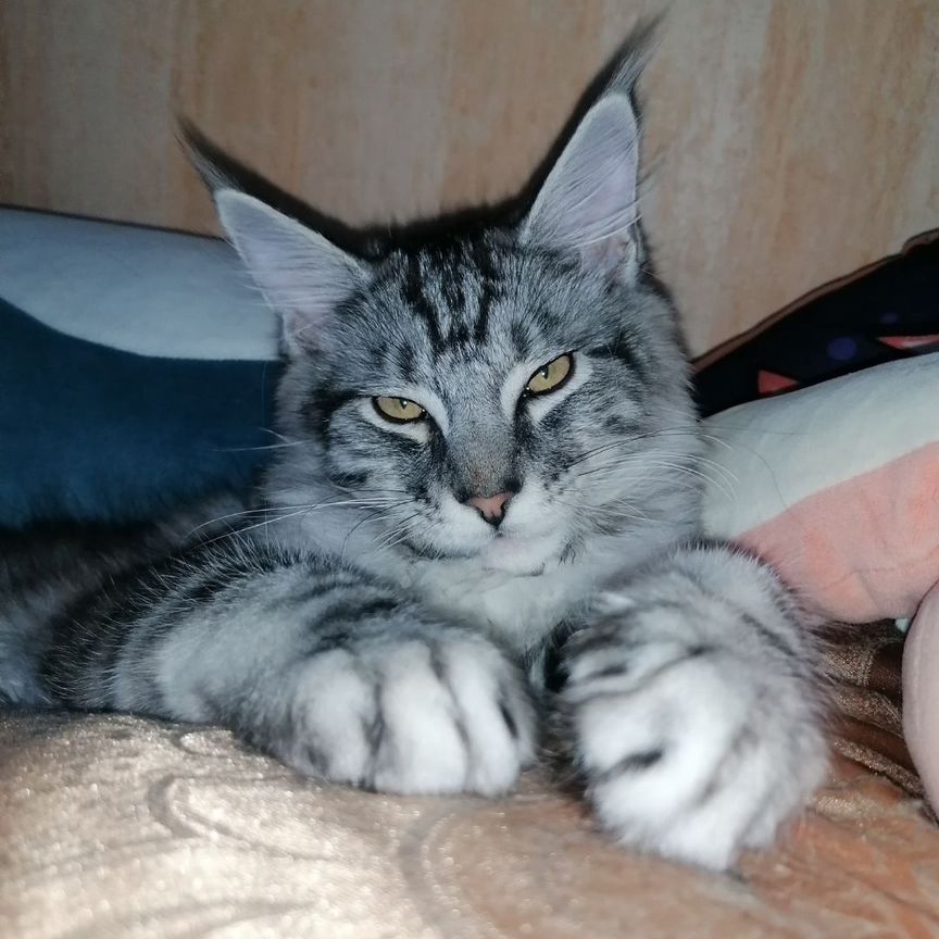 Мейн кун котенок