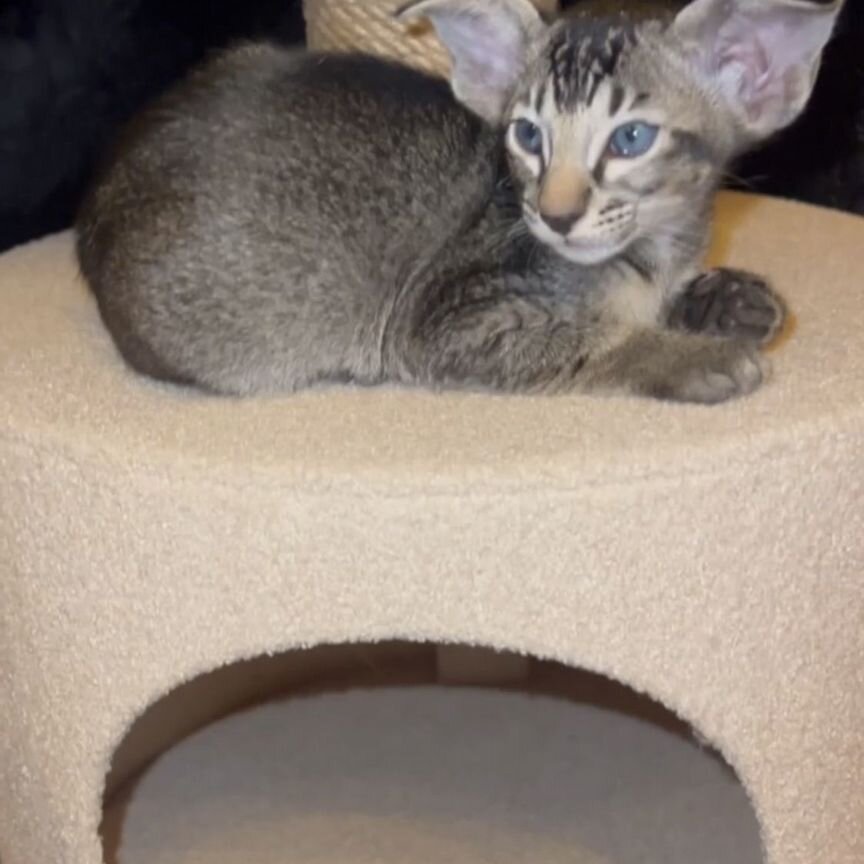 Ориентальный котёнок