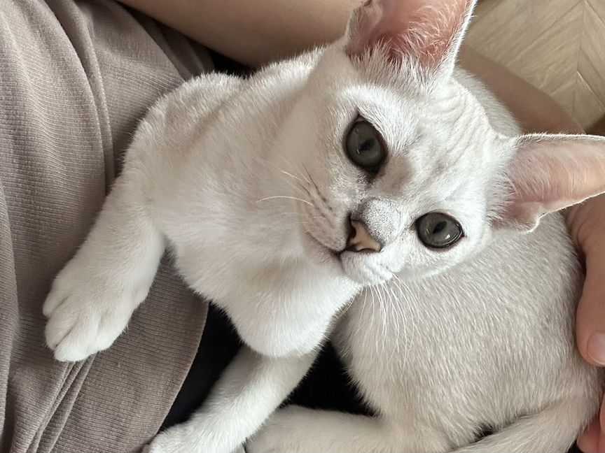 Котята бурмилла
