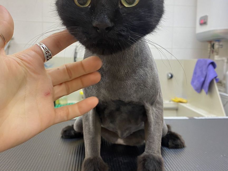 Бобтейл котик кастрированный