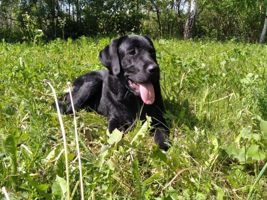 Собака щенок Лабрадор в добрые руки
