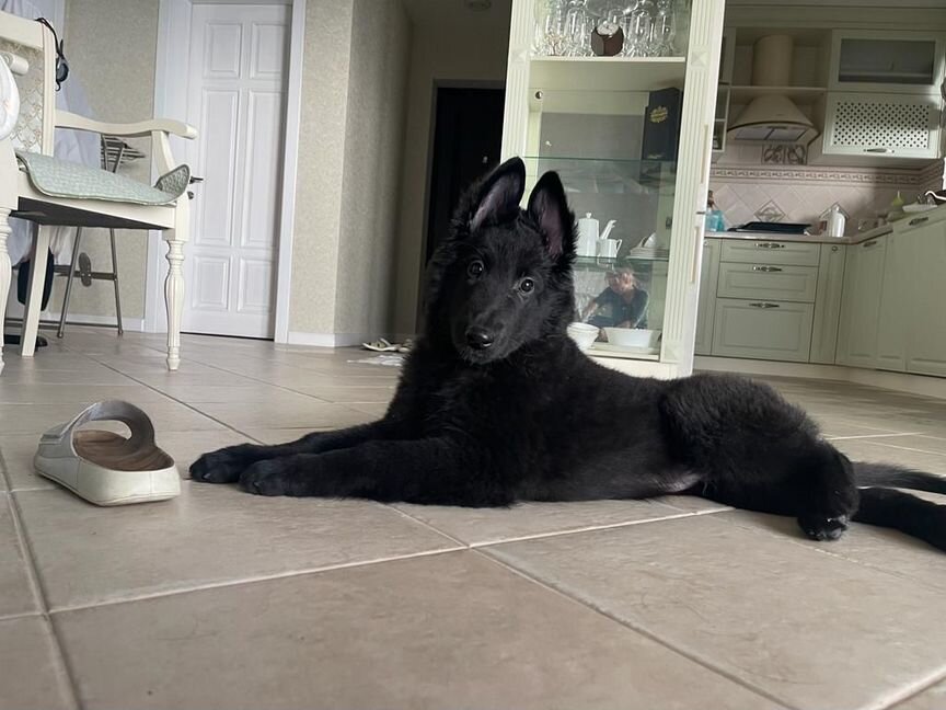 Грюнендаль щенки