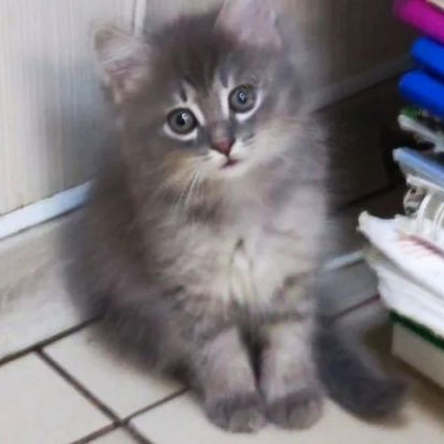 Котёнок в добрые руки