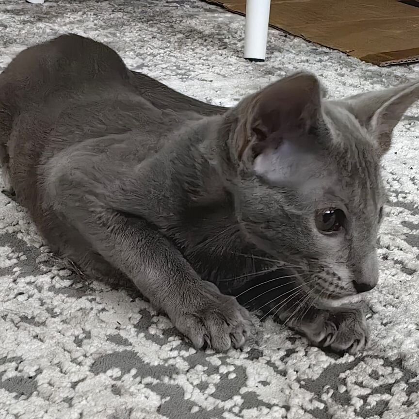 Ориентальные котята
