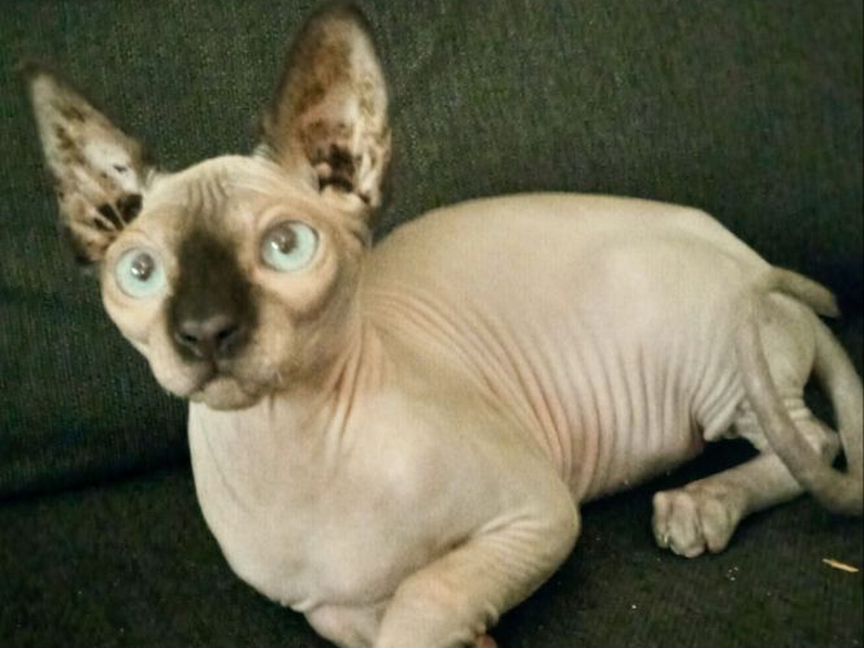 Кот Сфинкс