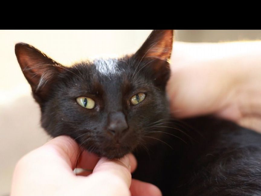Чёрный котёнок ласковая девочка 3 мес