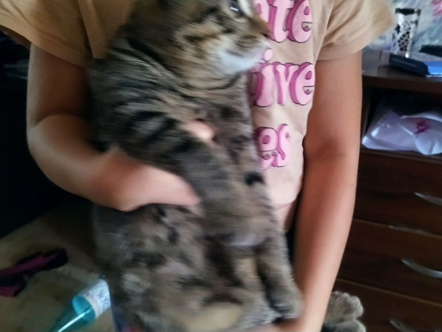 Вислоухий котёнок