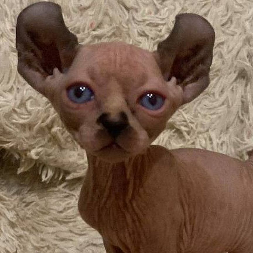 Канадский сфинкс котёнок