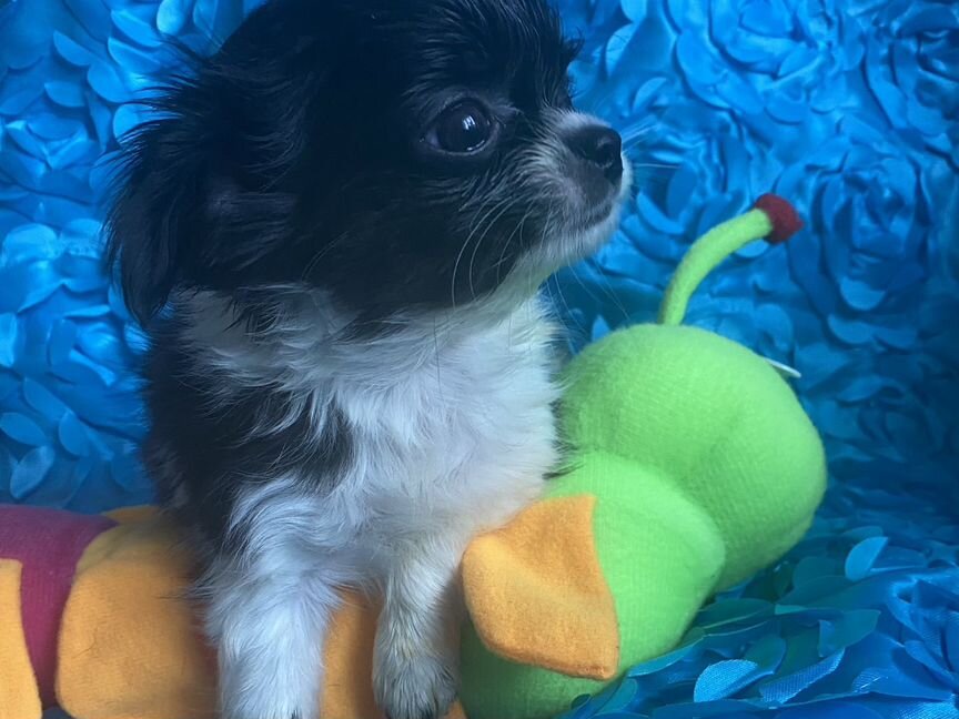 Щенки чихуахуа