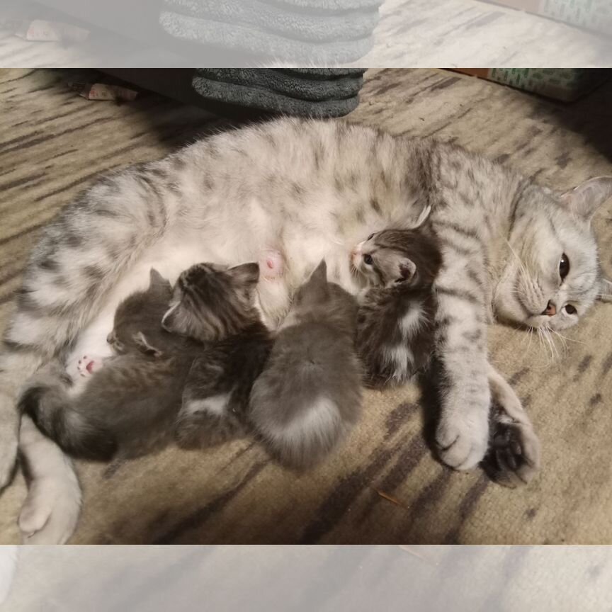 Котёнок в добрые руки